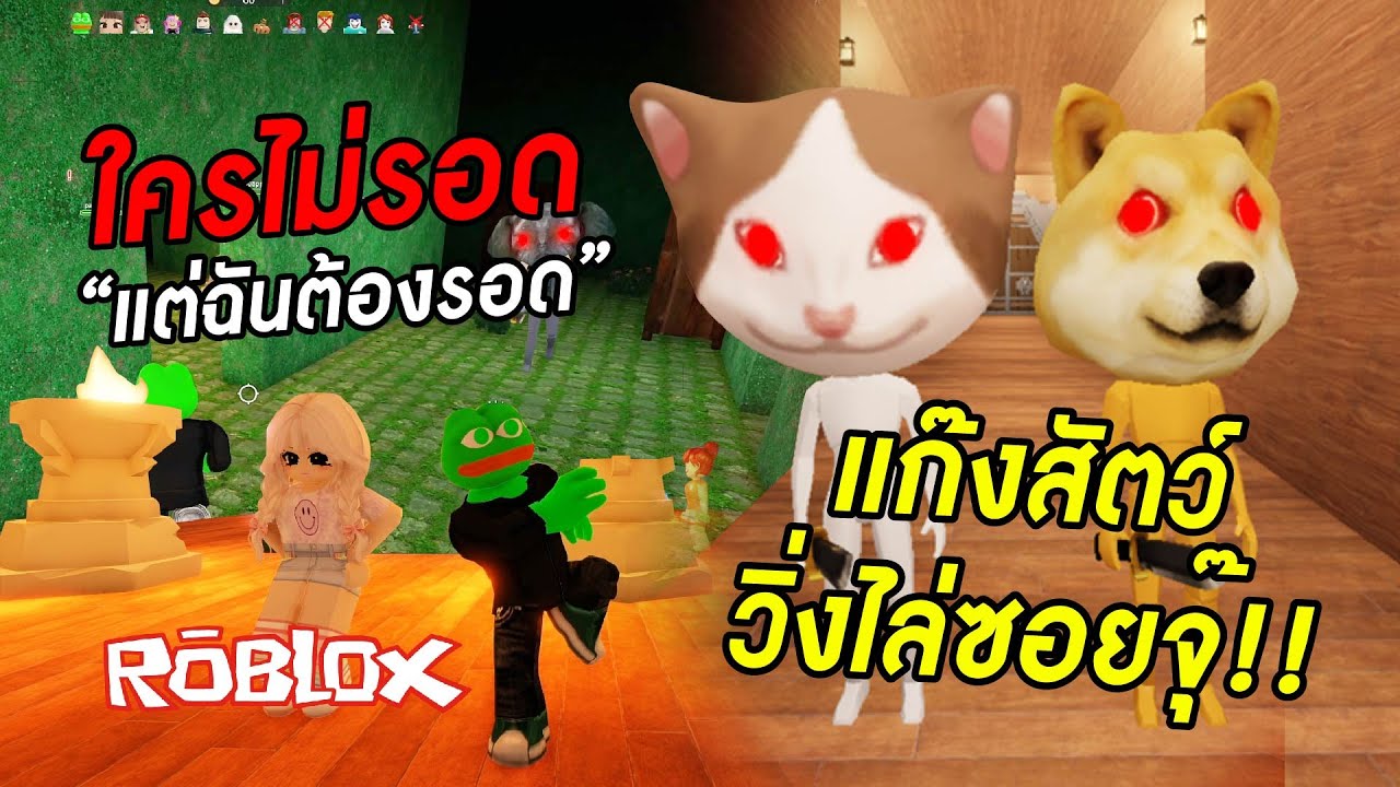 เอาตัวรอดจากแก๊งสัตว์ที่วิ่งไล่ซอยจุ๊!! หนีแมวเจอหมา..หนีหมาเจอแรด ...