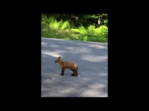 2 Young Foxes We Saw On Our Bike Ride