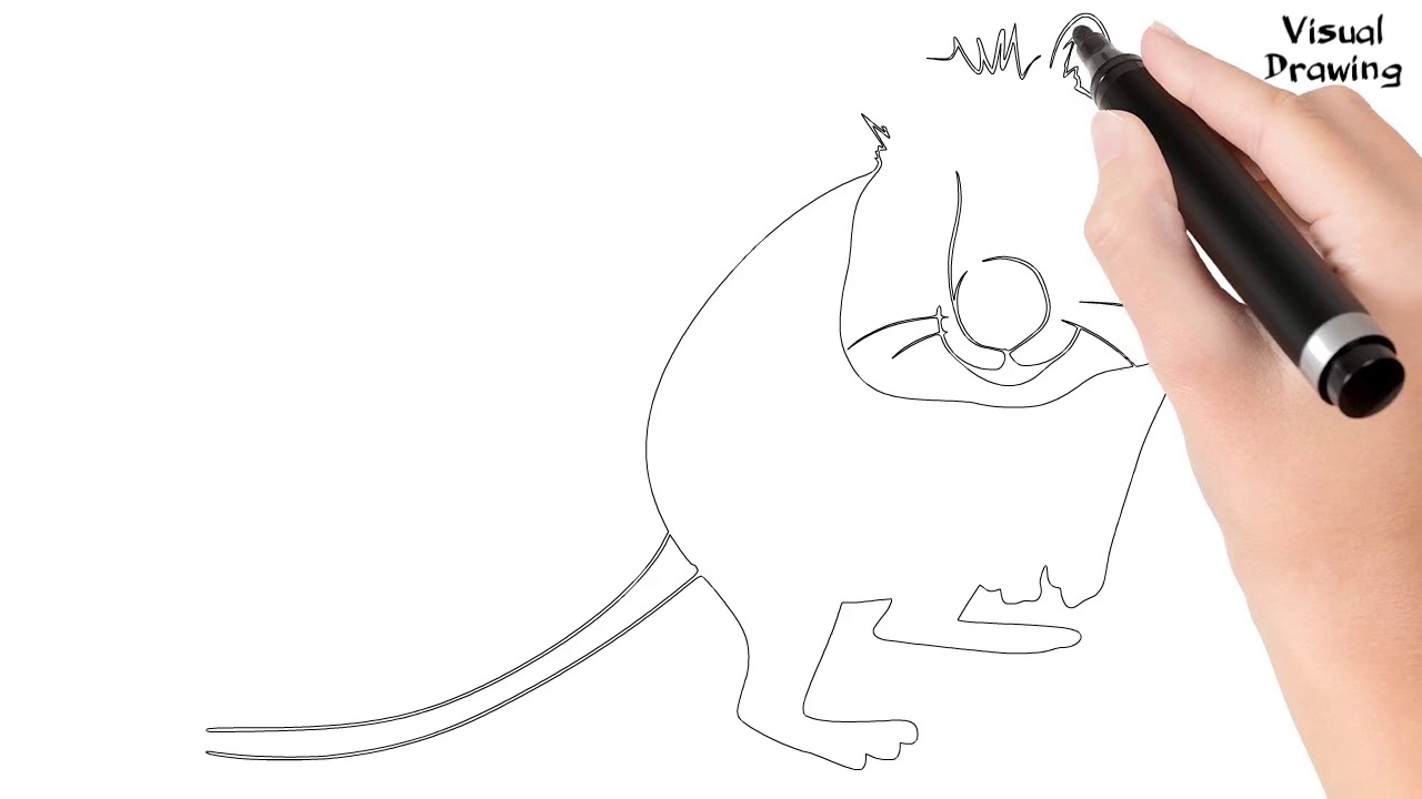 Quokka Drawing Easy, How To Draw A Quokka For Beginners Step By Step ...