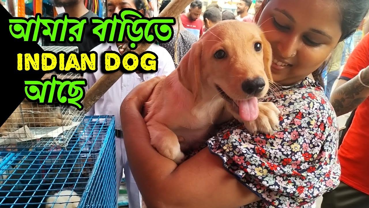 Galiff Street Pet Market Kolkata | dog market in kolkata | pet planet ...