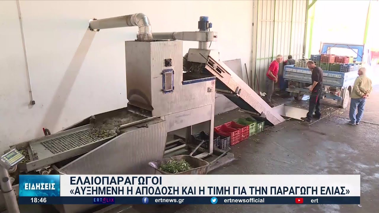 Παραγωγή ελιάς: Προβληματίζουν το αυξημένο κόστος και η έλλειψη ...