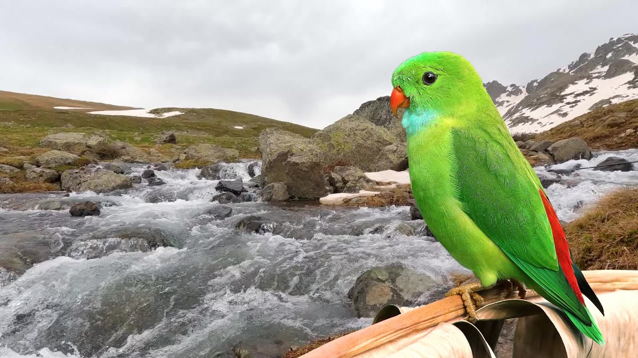 Forest Birdsong Nature Sounds🍰Calming Birds Chirping Ambience☕Birds ...