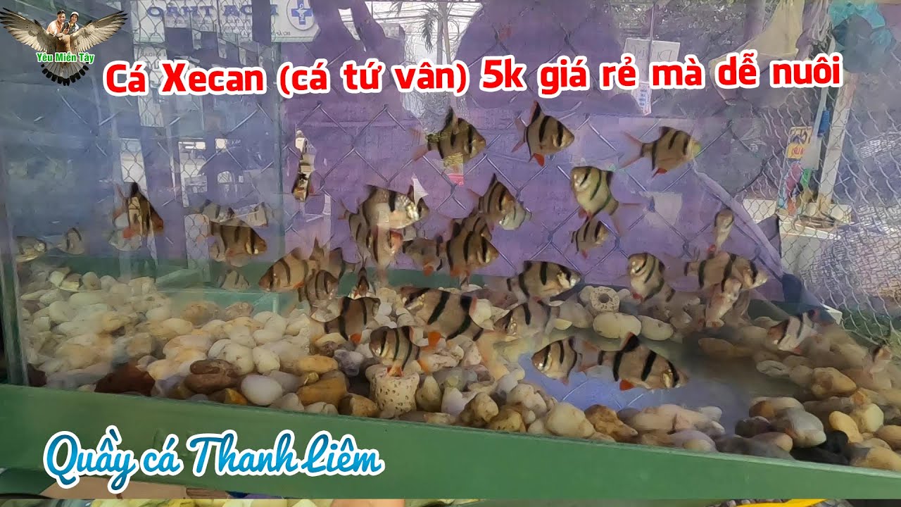 Cá Xecan (cá tứ vân) 5k giá rẻ mà dễ nuôi, bán tại tiệm cá cảnh Thanh ...