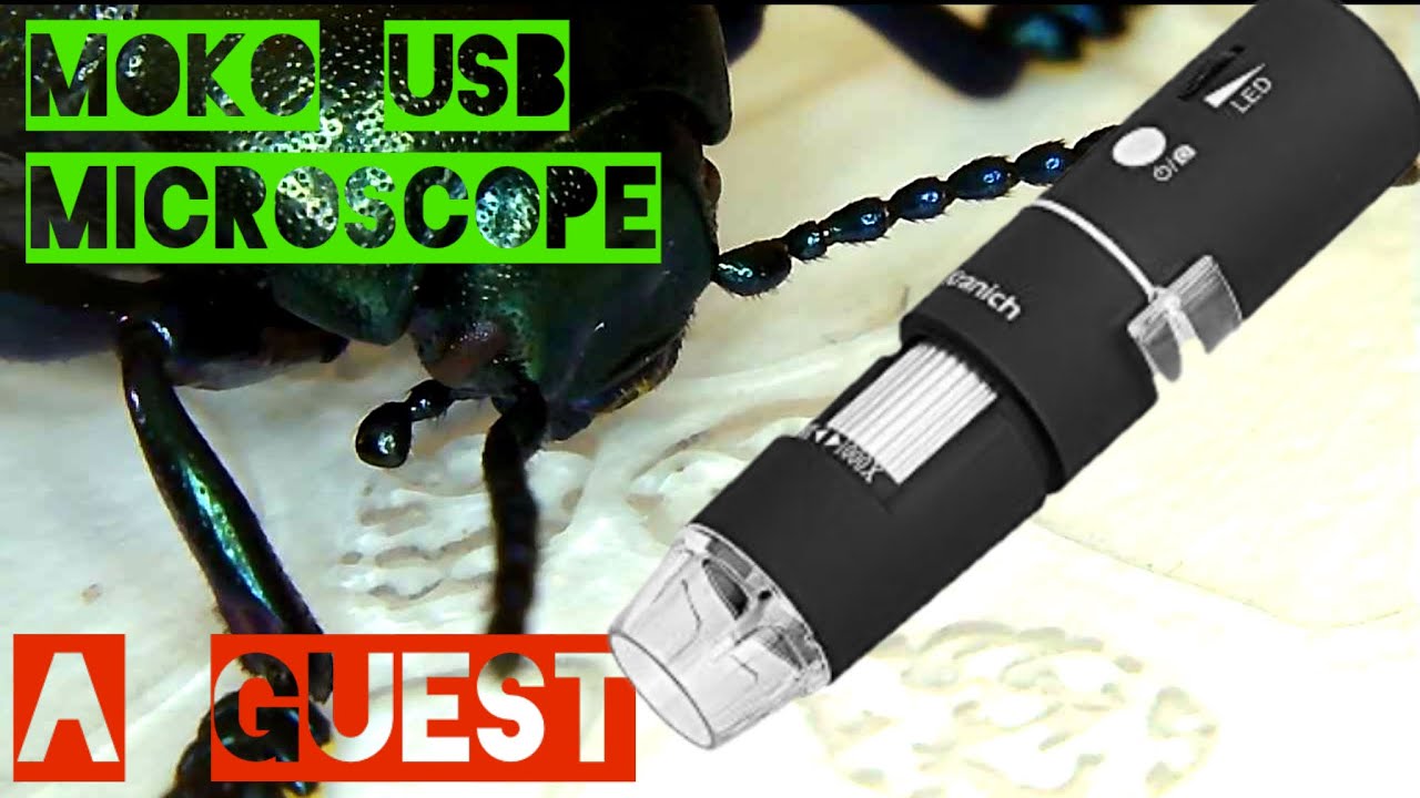 MoKo microscope - a guest in the flowers... - YouTube