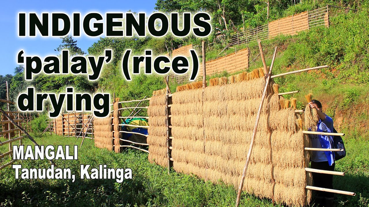 INDIGENOUS FARMING: Vertical Rice Drying in Mangali, Tanudan, Kalinga ...