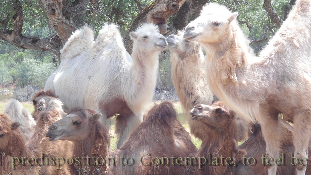 Adi Da Sacred Camel Gardens - YouTube