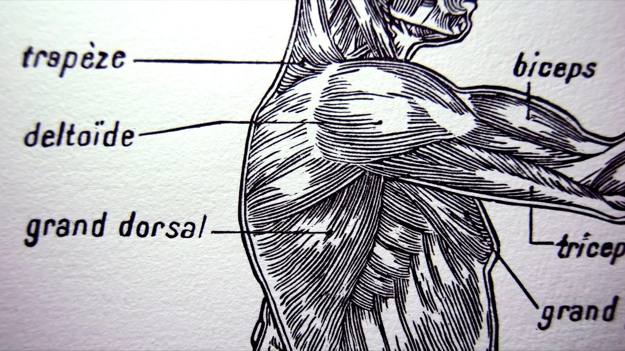 L'écorché, planche d'anatomie humaine, linogravure - YouTube