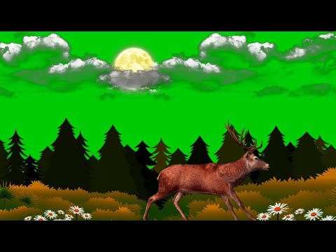 Jungle With Deer Green Screen Video | Nature Green Screen Effects ...