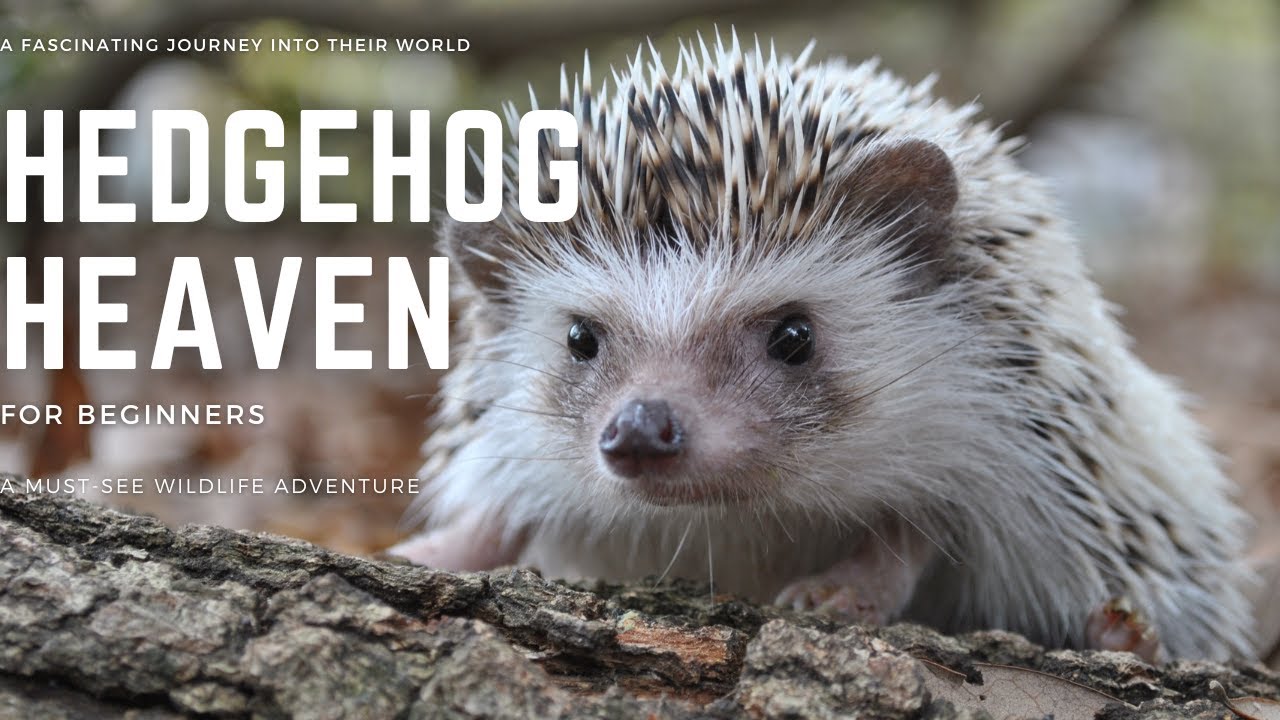 Adorable Hedgehogs: Discovering the Secret Life of Our Spiky Friends ...