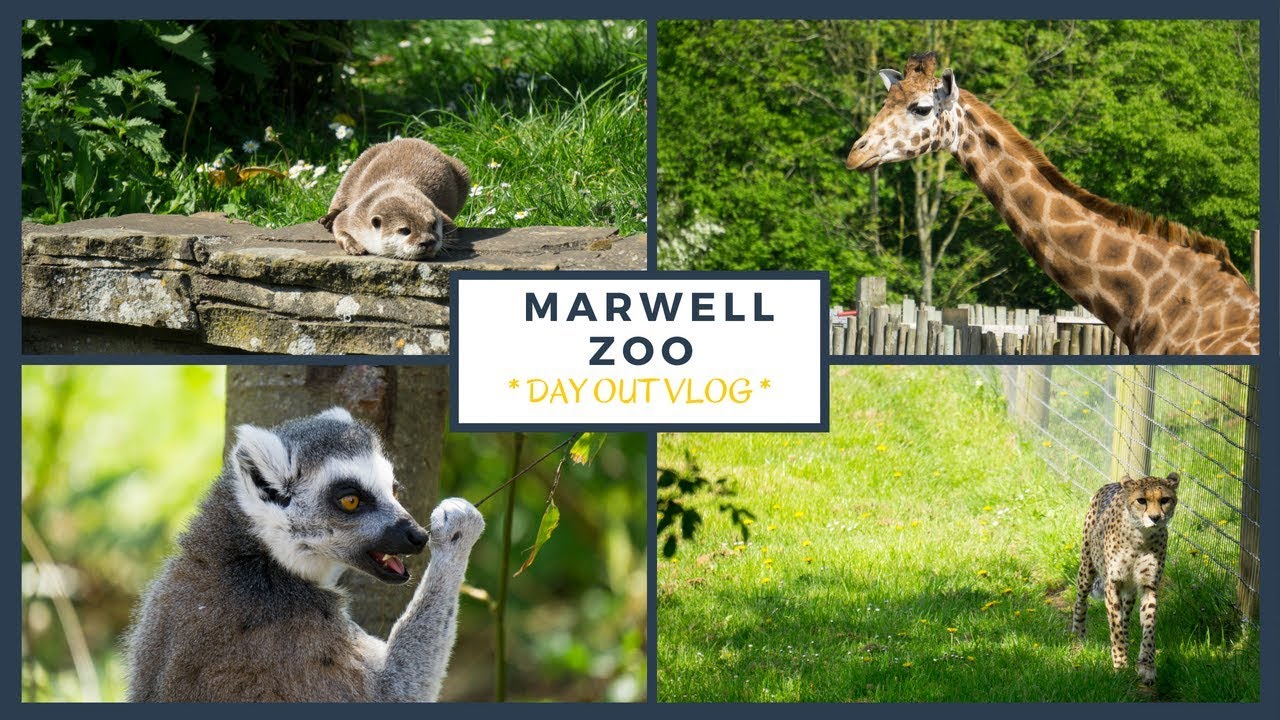 Marwell Zoo Day Out - Day Out With Kids - YouTube