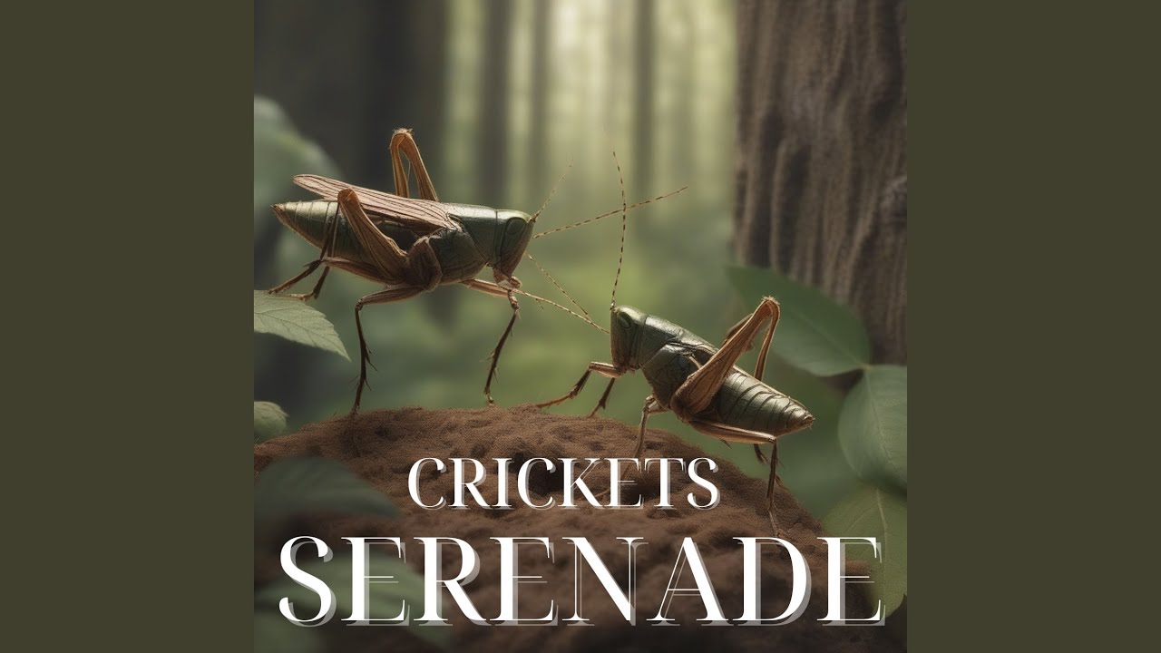 Soothing Cricket Sounds for Sleep | Relaxing Nature ASMR - YouTube