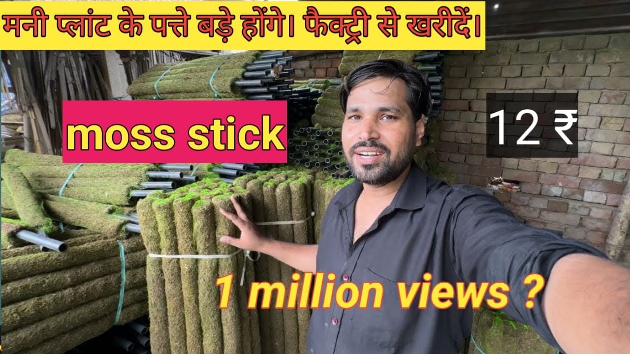 DIY Moss Stick Magic: Elevate Your IndoorJungle!#PlantGoals # ...