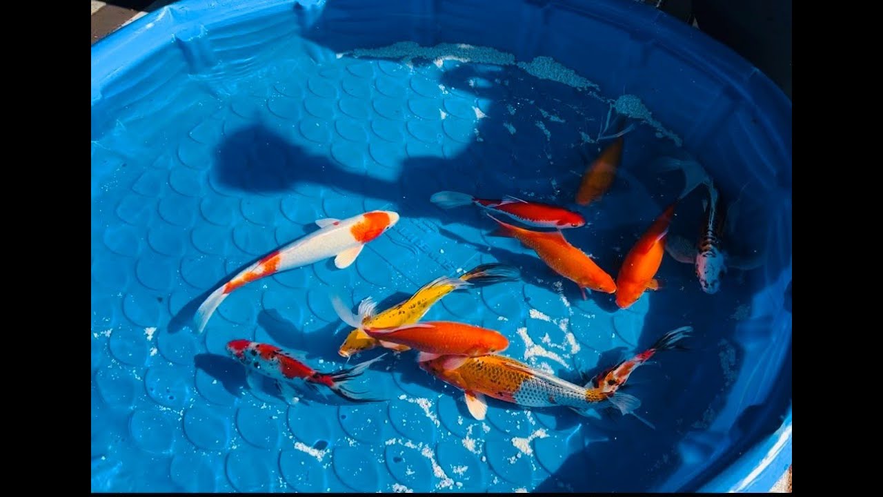 Easy DIY Raised Koi Pond Build | Acrylic Window | 1200 Gallons - YouTube