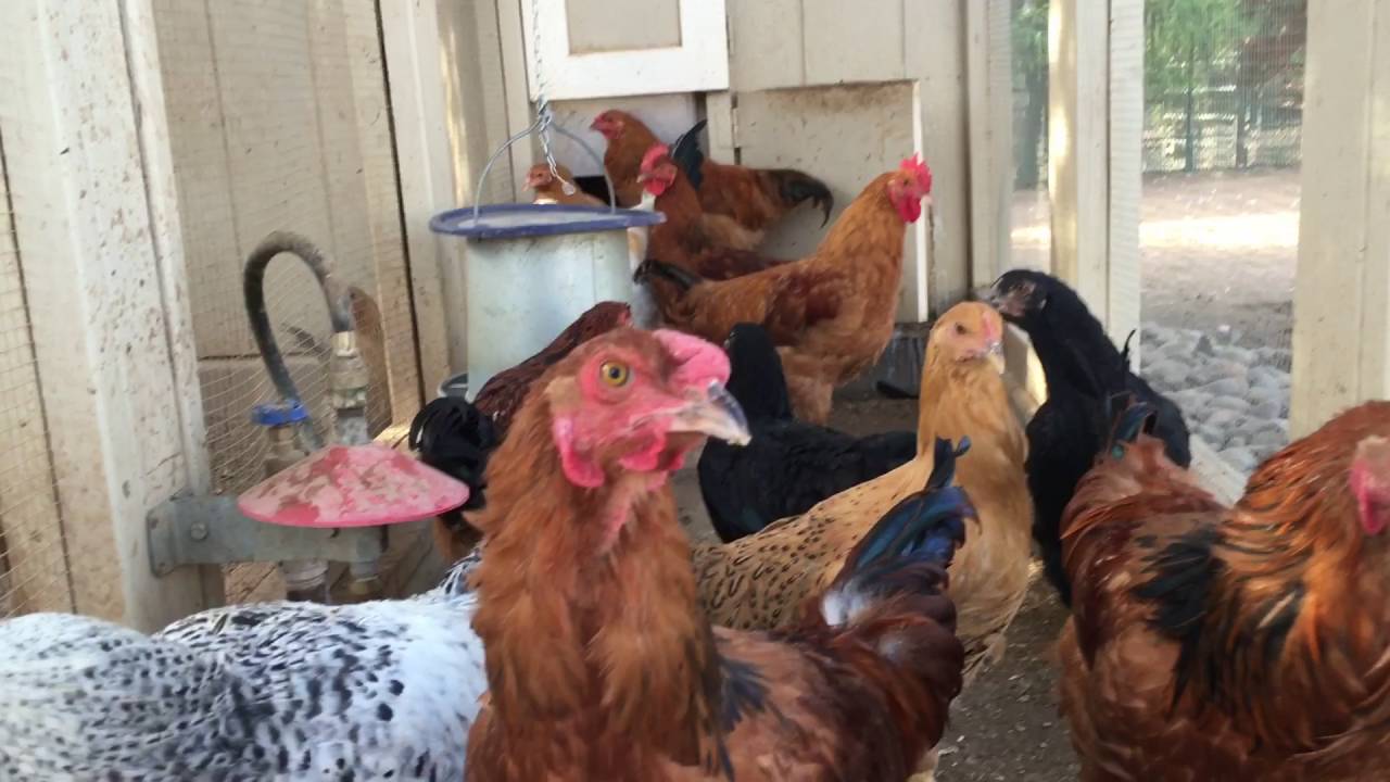 Chickens now 16 weeks old and ready for butcher - YouTube