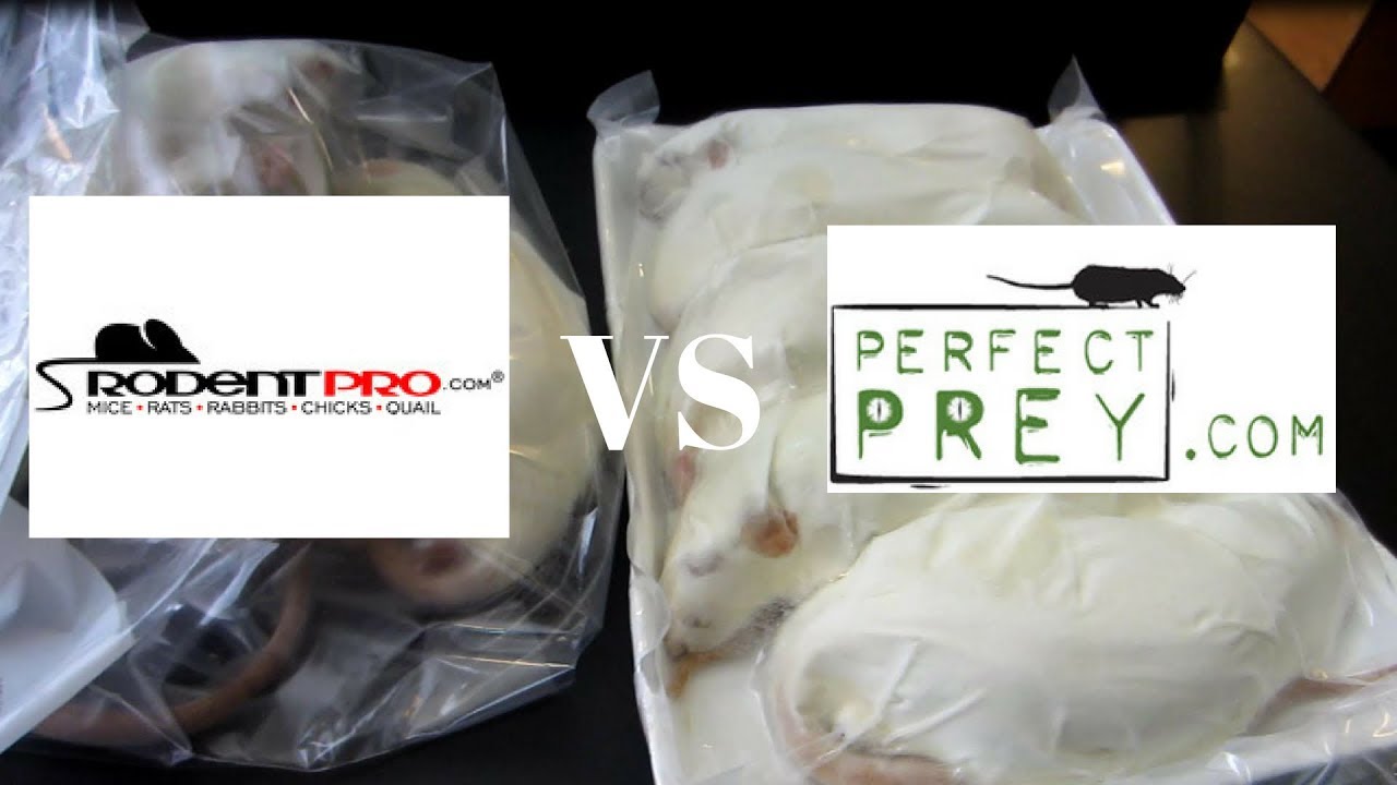 Rodent Pro VS Perfect Prey - Benjamin's Exotics - YouTube