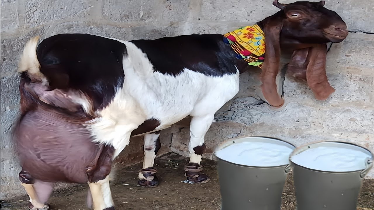 Heaviest and Milkiest Goat | Pateri Goat Documentary || Price & Full ...