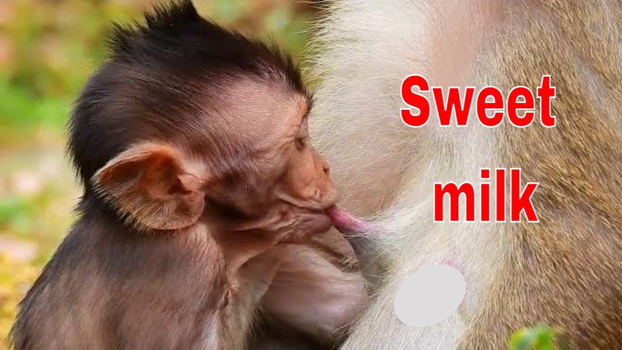 DANTE Can't stop his chance get milk pull so long make mom very hard ...
