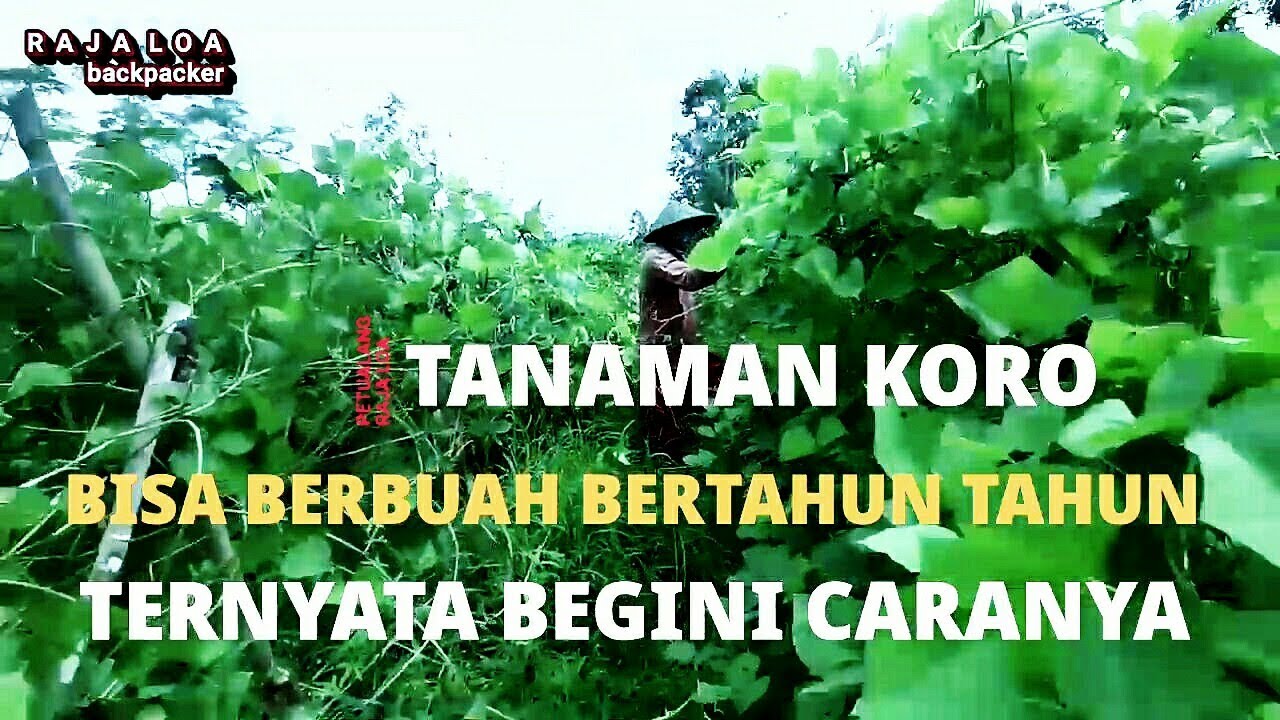 Petualang | INI CARA AGAR TANAMAN KORO BISA BERBUAH BERTAHUN TAHUN (28 ...