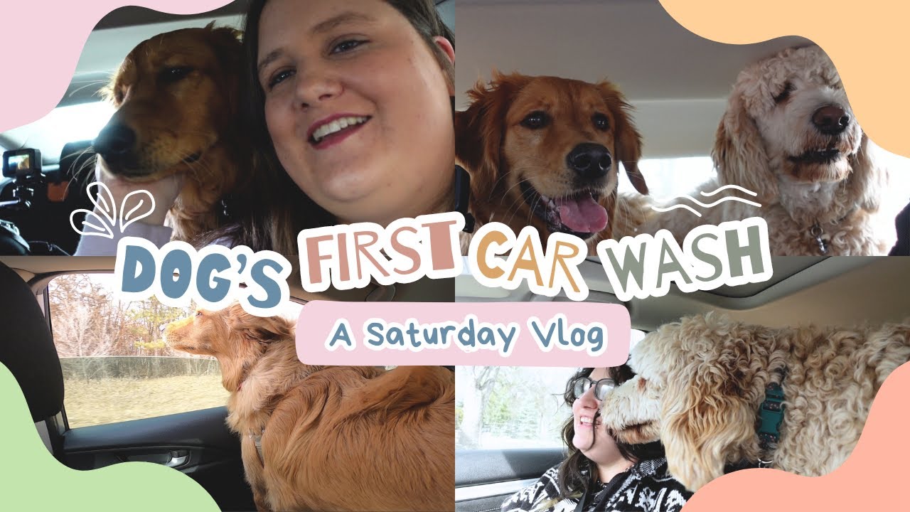 The Dog's First Car Wash Reaction | Saturday Vlog - YouTube
