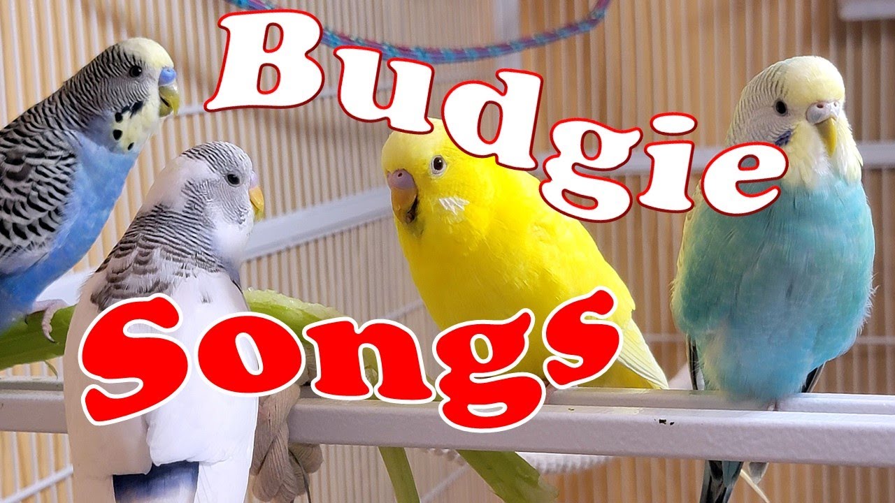 8 Hr Joyful Parakeets Playing Eating & Singing, Budgies Chirping. Help ...