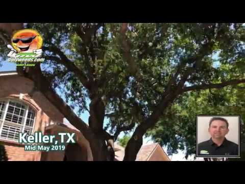Take All Root Rot ST Augustine Keller,TX - YouTube