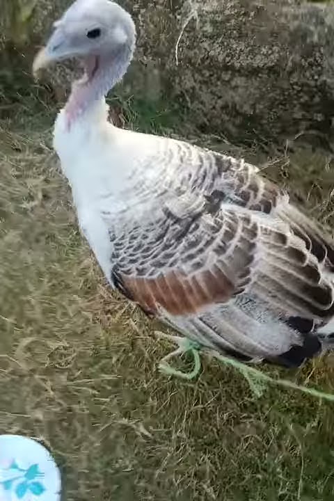 My pet turkey - YouTube