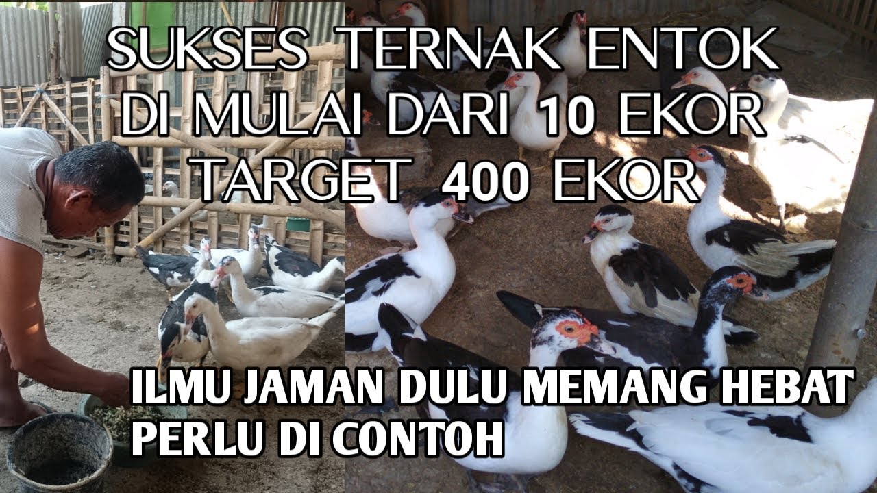 SUKSES TERNAK ENTOK DI MULAI DARI 10 EKOR TARGET 400 EKOR - YouTube