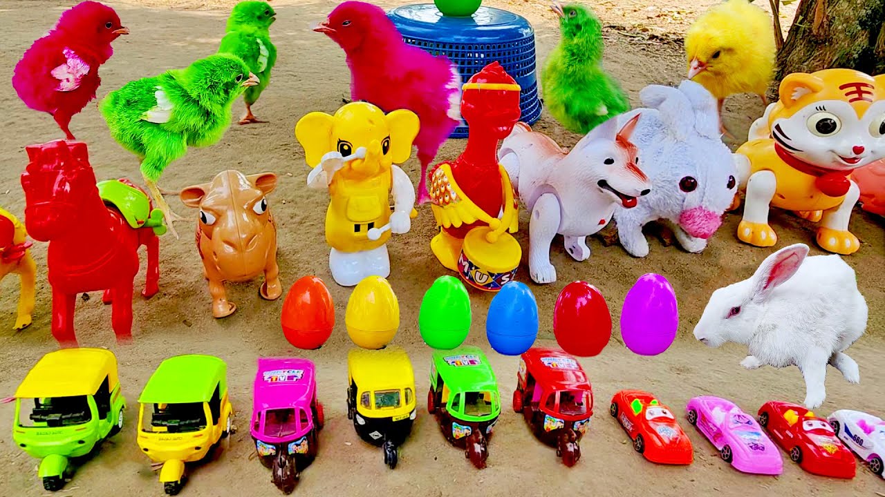 Catch Murgi ke bacche | Cute Chuja | Chuche | Murgi ki Chicks with toys ...