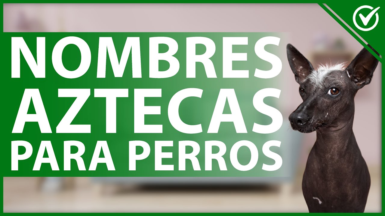 🐩 ¿Qué NOMBRES AZTECAS ponerle a un perro macho o hembra? - Originales ...