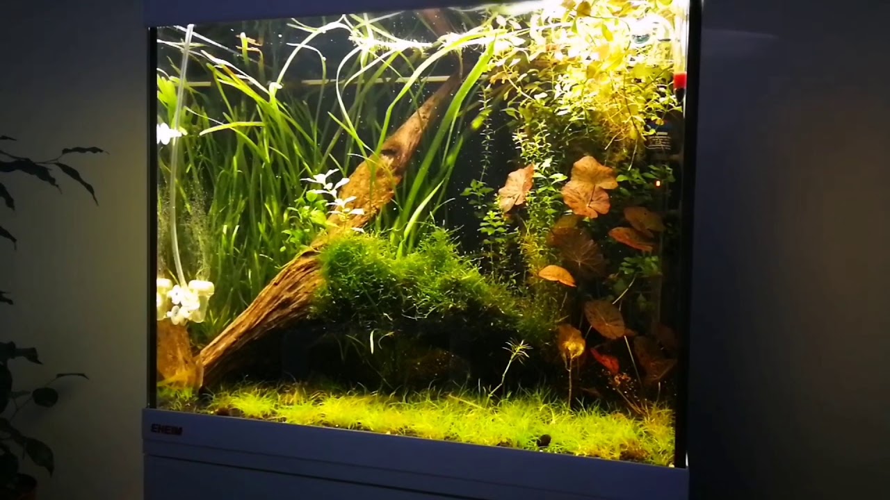 Mon aquarium 150L . - YouTube