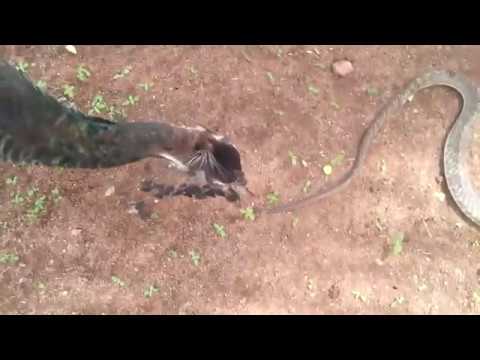 Battle between PEACOCK and Snake COBRA - YouTube