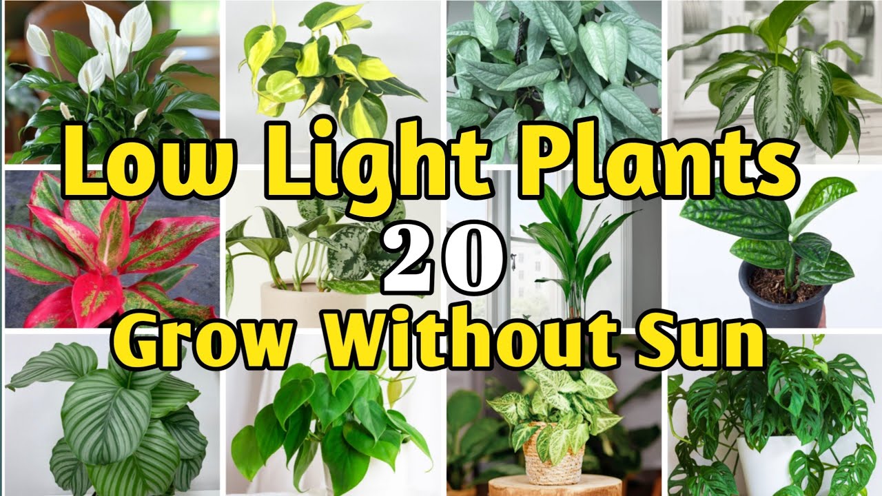 20 Best LOW LIGHT Houseplants | Best Indoor plants Need Zero Sunlight ...
