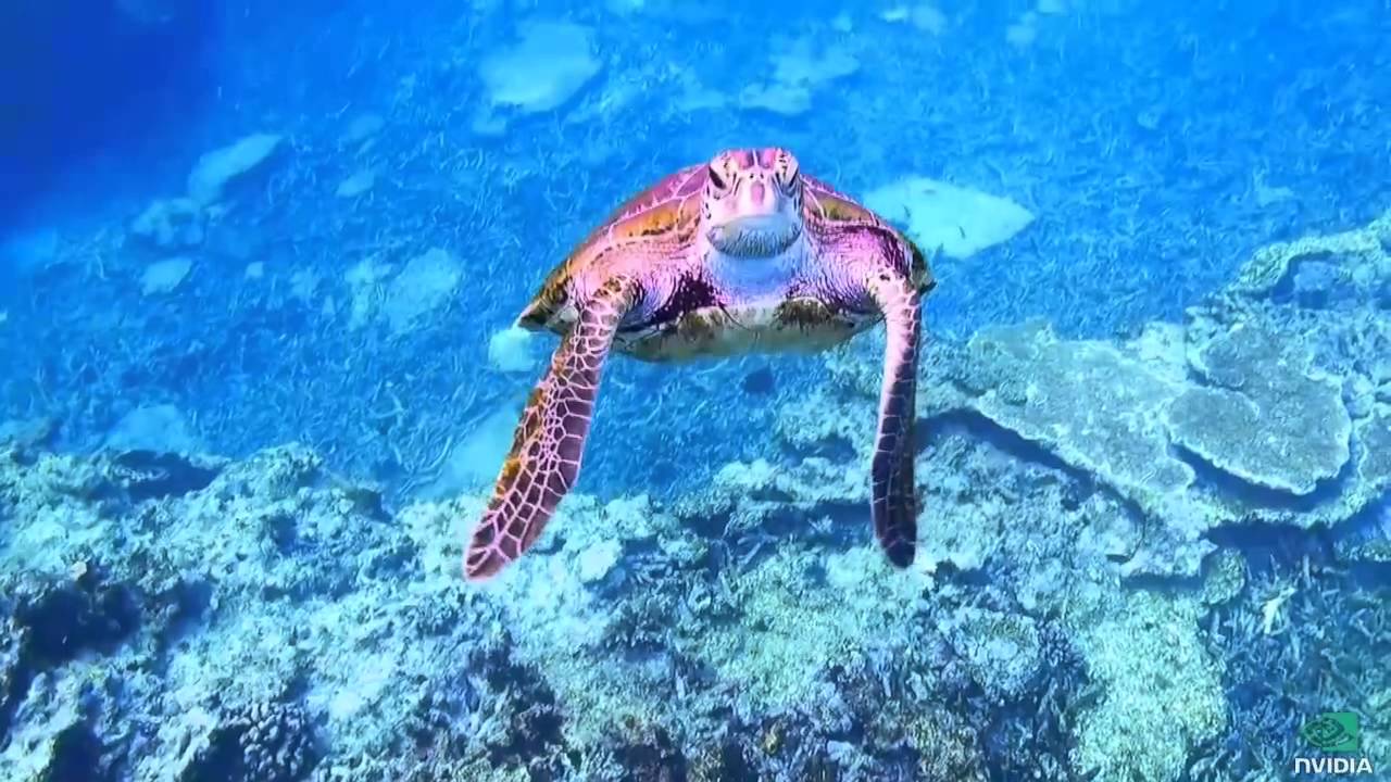 Turtle slow motion c - YouTube