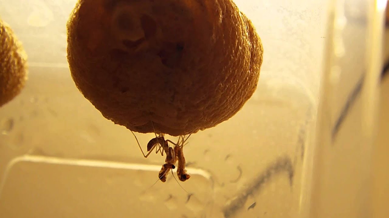 Parasphendale agrionina (Budwing Mantis) hatch - YouTube
