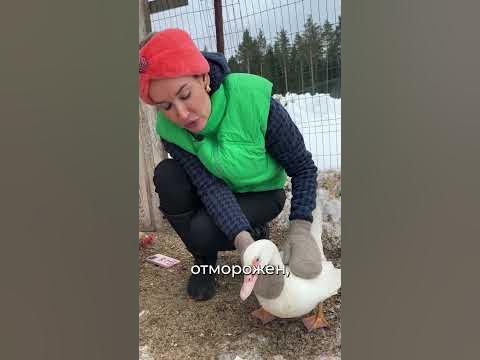 История одной утки на ферме #shorts #ферма #буднифермера #животные # ...