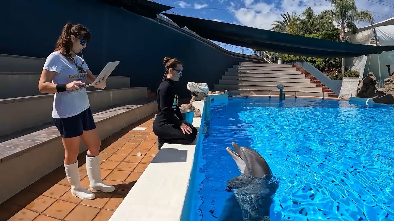 Research on dolphin cognition | Loro Parque Fundación - YouTube