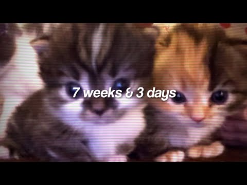 7 Weeks & 3 Days (lyrics) - yungatita - YouTube Music