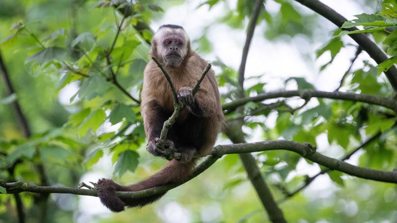 Around 200 monkeys break out of enclosure in central Thailand - YouTube