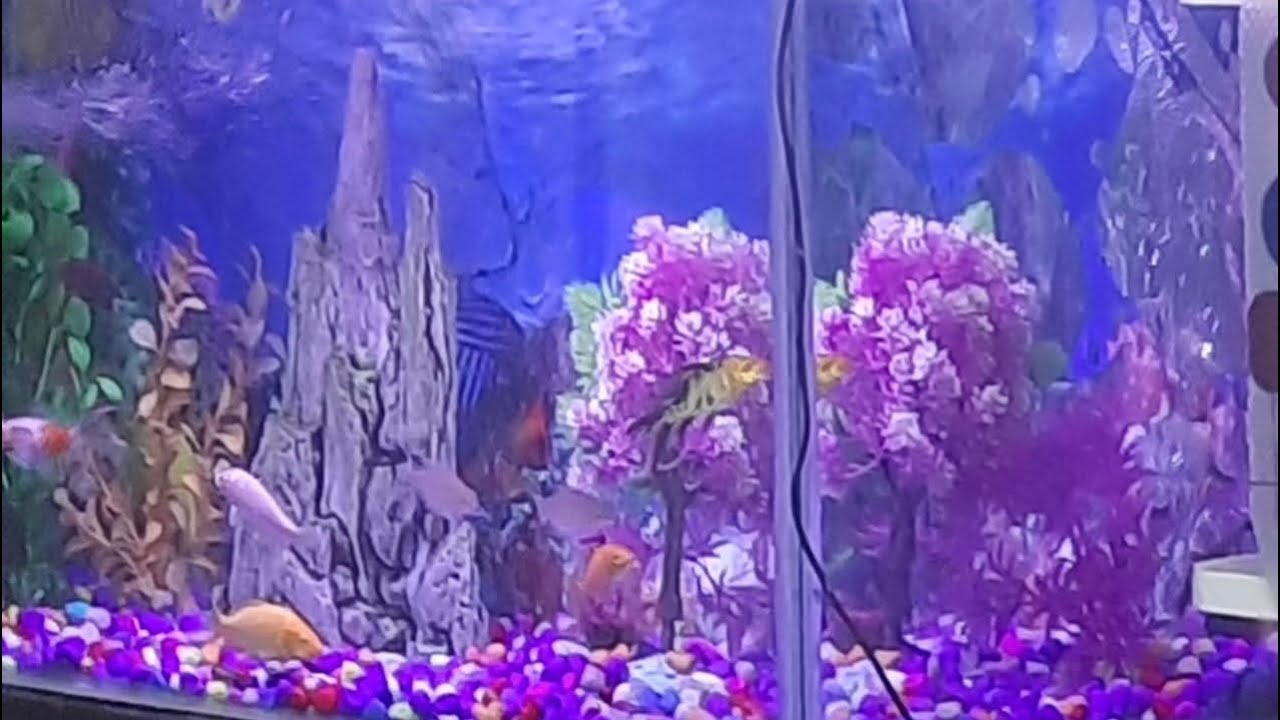 Fish aquarium #fish #aquarium #reels #videoviral - YouTube