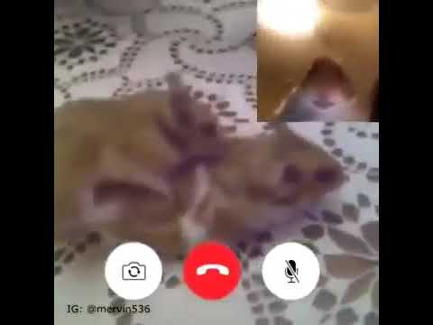 hamster calls baby girl meme - YouTube