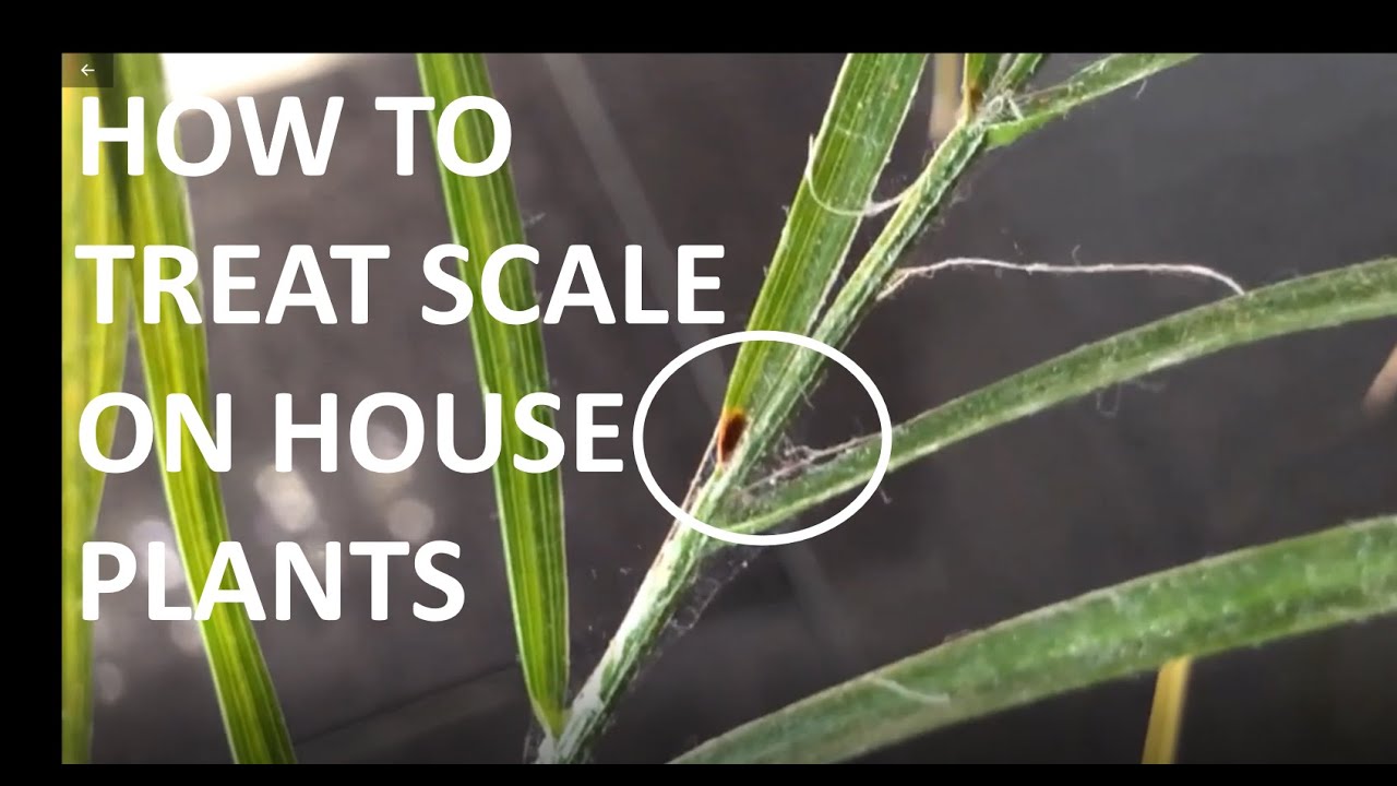 How to Get Rid of Scale Insects From Palm Trees & House Plants - YouTube