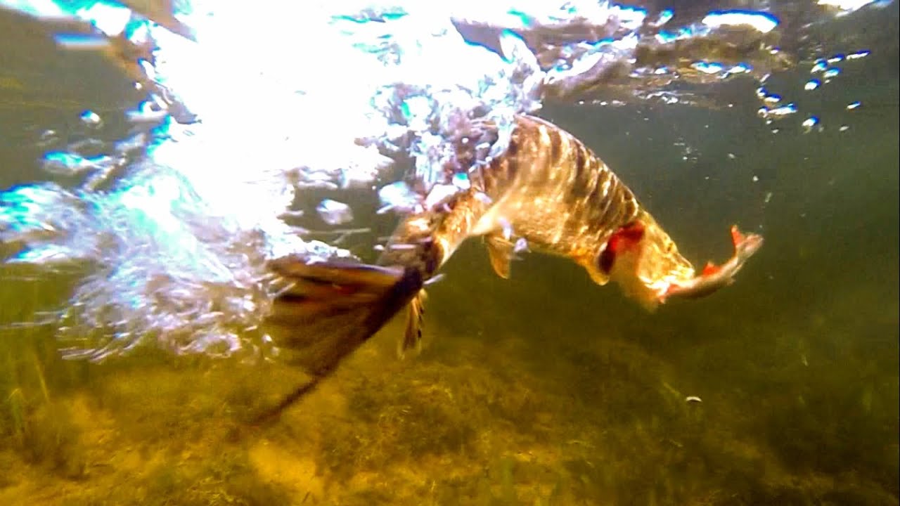 Pike attacks and pulls camera underwater. Fishing with dead bait ...