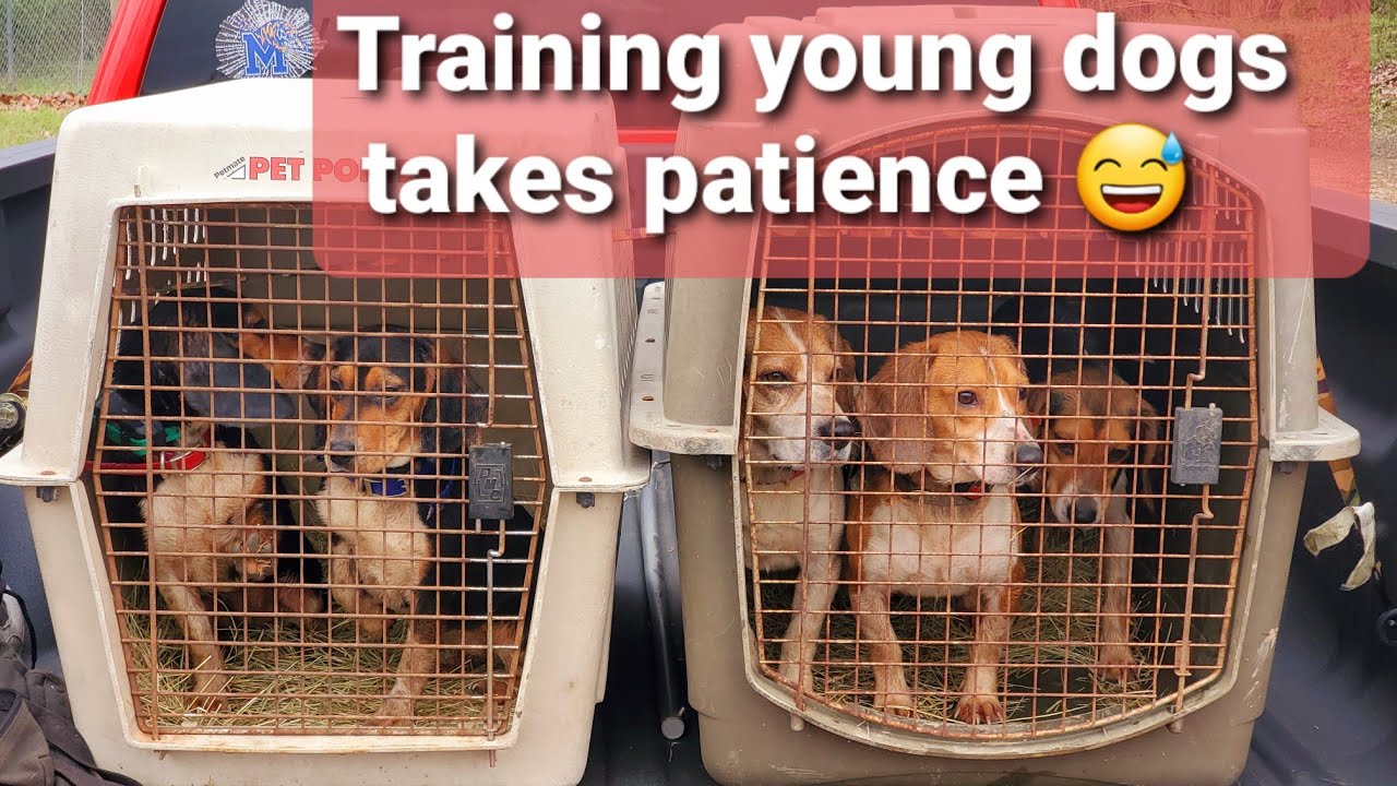 training young dogs during rabbit hunting season - YouTube