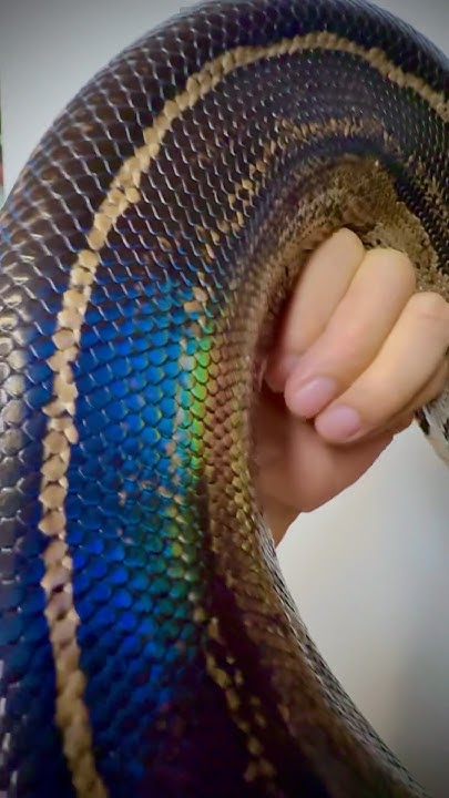 (No Edit!) Rainbow Snake Showing Iridescent Sheen | #reptiles #snakes # ...