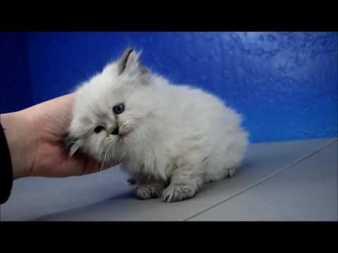 Penny - Seal Tortie Point Lynx Female Ragamuffin Kitten from www ...