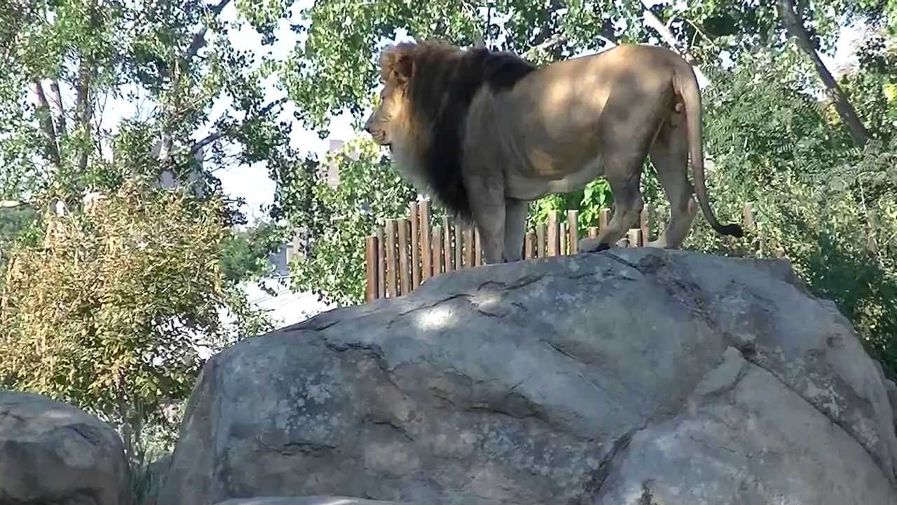 Denver Zoo Lion On Top Of Rocks Denver Zoo - YouTube