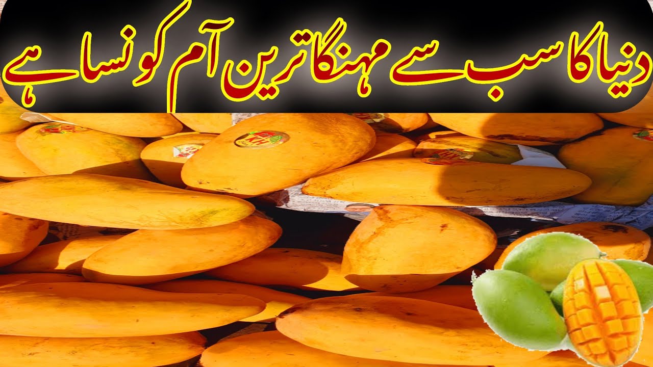 Anwar Ratool and White Chunsa in Full Demand | Export Quality Mango ...