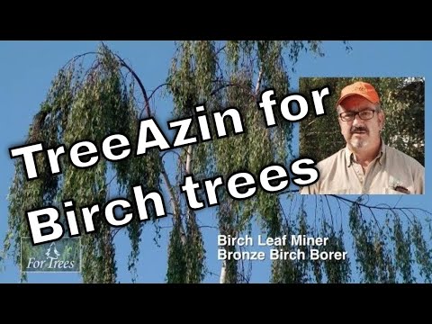 How To Get Rid Of Birch Leaf Miner