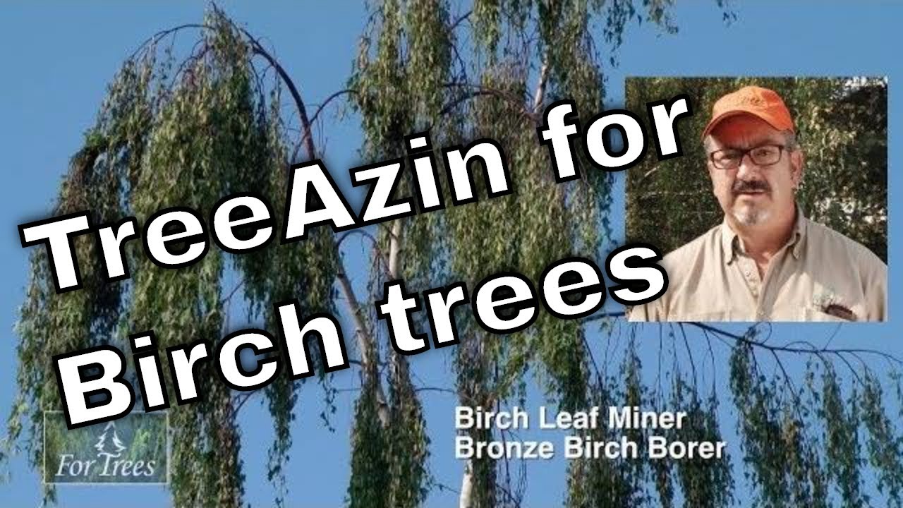 Introduction to TreeAzin for treating Birch tree diseases - YouTube