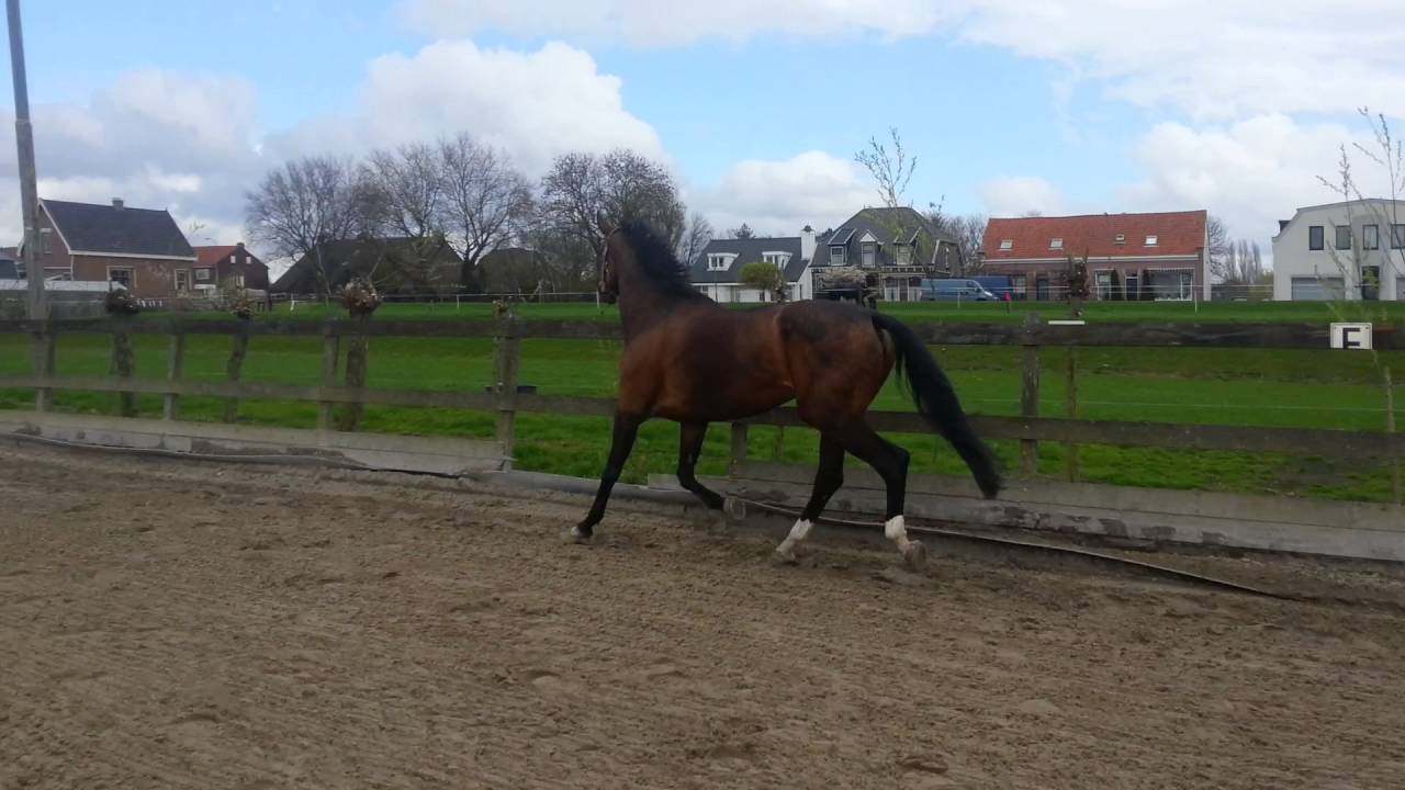 TE KOOP: Florencio x G. Ramiro Z fokmerrie - YouTube